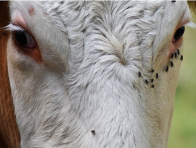 Mosca del establo - Plaga de moscas en la ganadería en Las Palmas