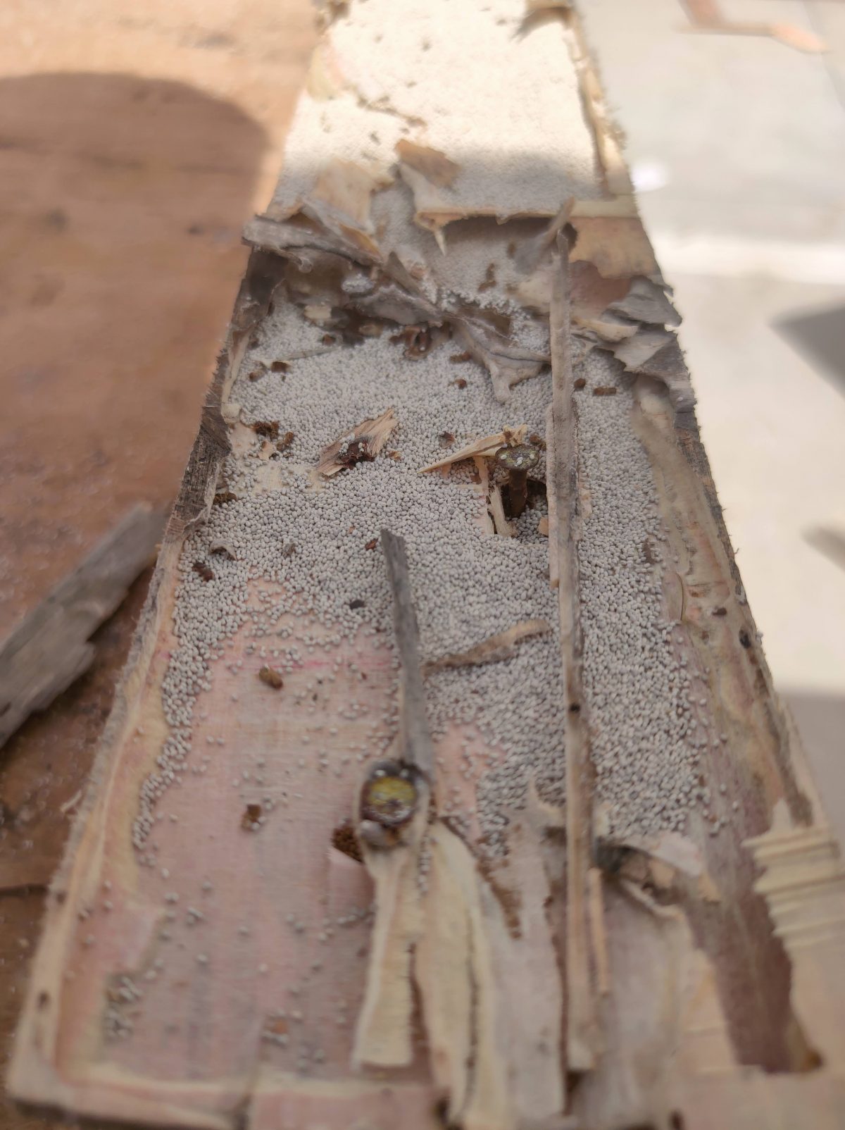 Como saber si hay termitas - Arraclán Salud Ambiental
