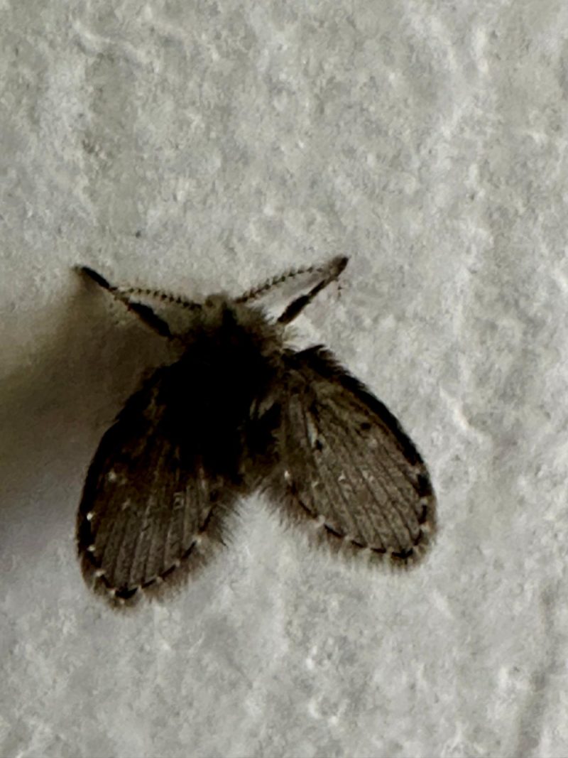 Mosca del drenaje - Elimina las moscas del drenaje de tu vivienda